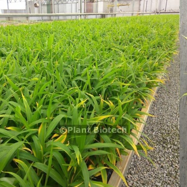 Ginger - Canton - Jumbo - Plant Biotech