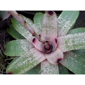 Vriesea hybrid - Plant Biotech