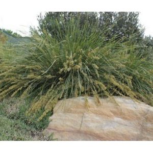 Lomandra fluviatilis Shara - Plant Biotech