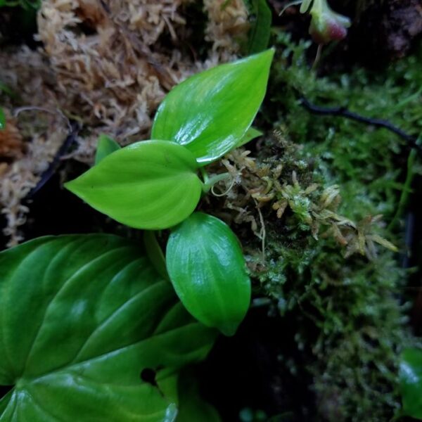 Philodendron sp peru - Plant Biotech