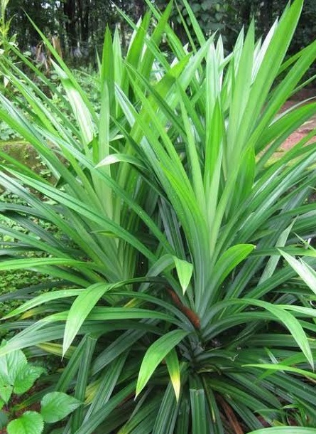 Pandanus amaryllifolius - Plant Biotech