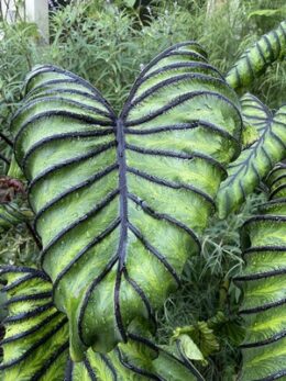 Colocasia Pharaoh’s Mask™ - Plant Biotech