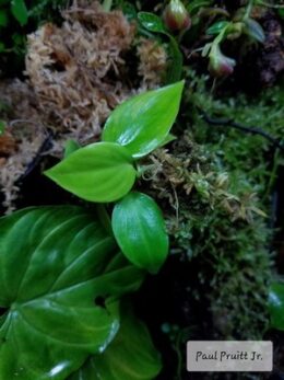 Philodendron sp peru - Plant Biotech